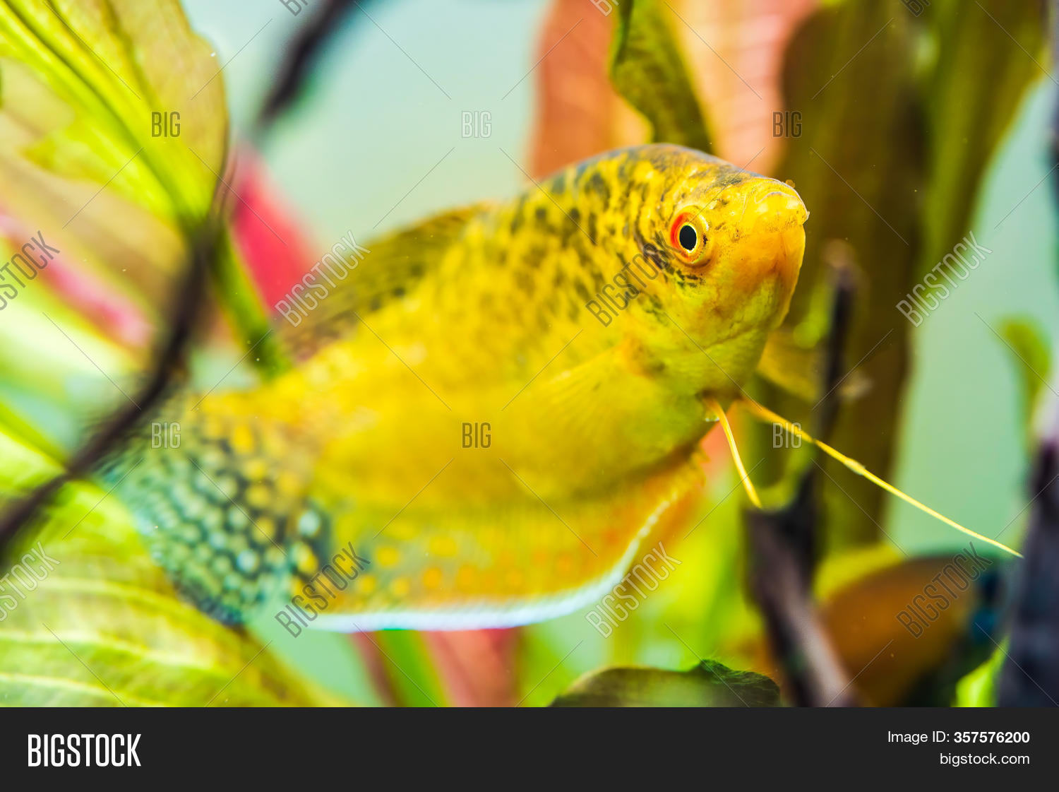 Aquarium Fish Golden Image & Photo (Free Trial) | Bigstock