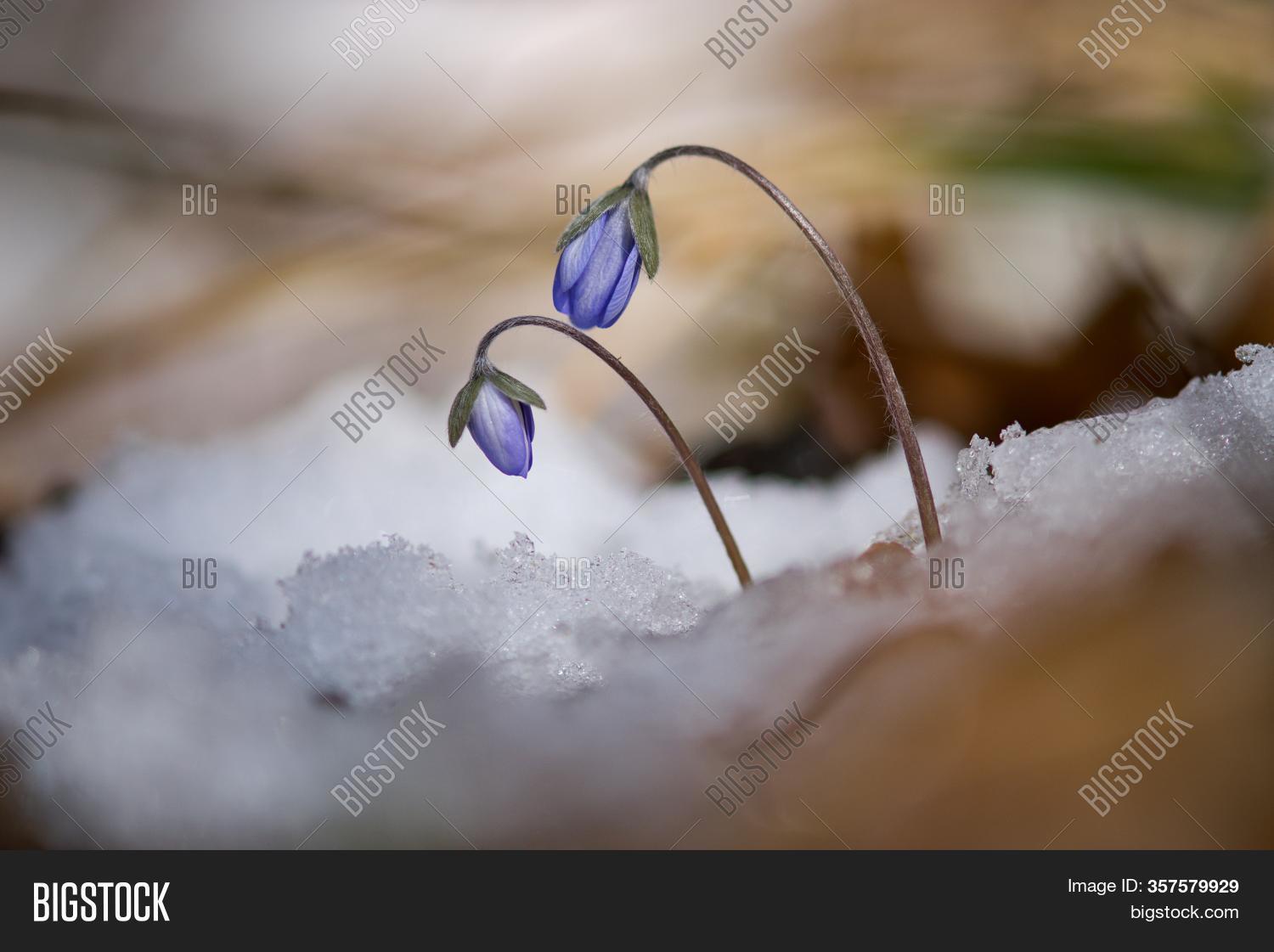 Blue-purple Spring Image & Photo (Free Trial) | Bigstock