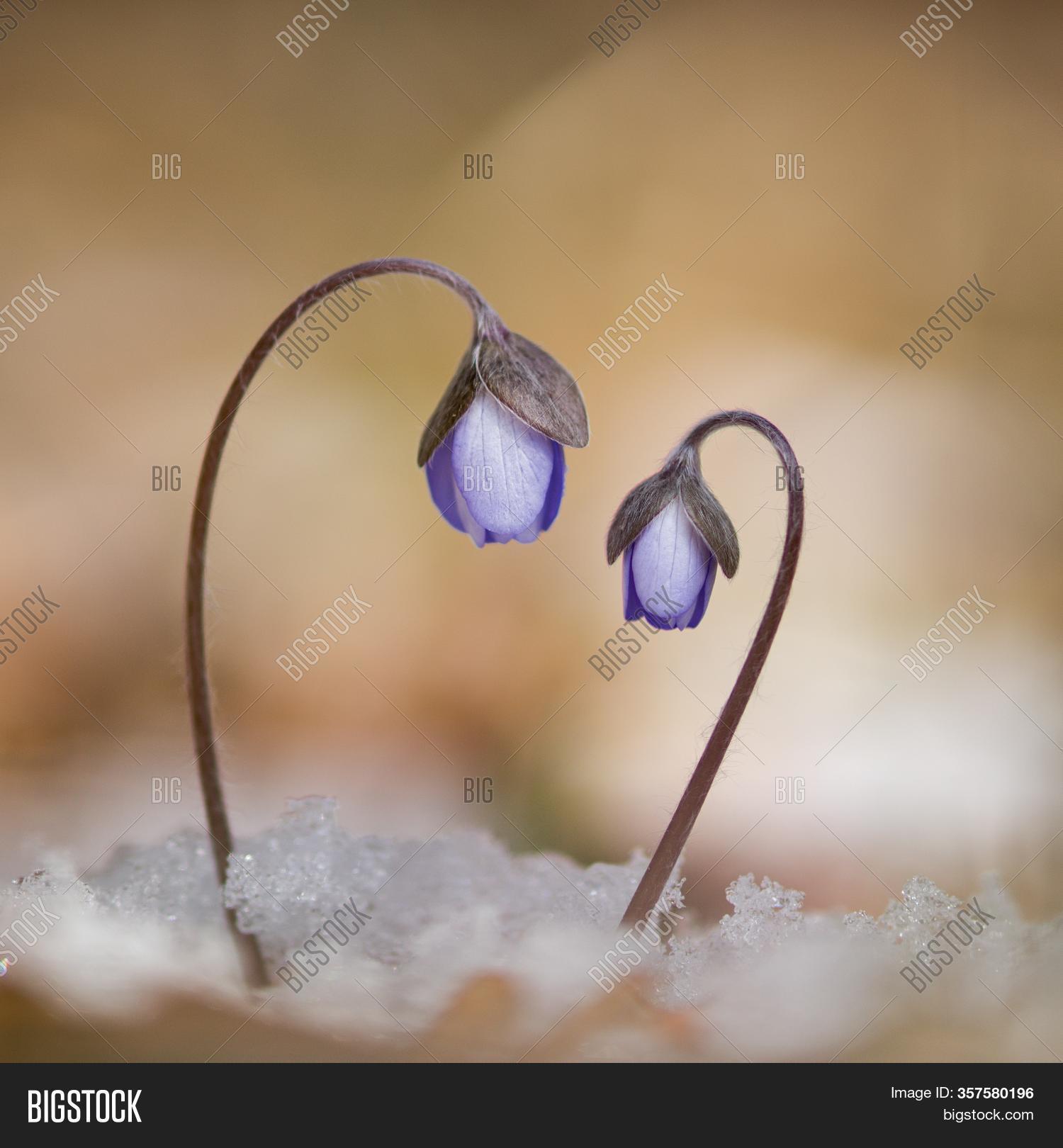 Blue-purple Spring Image & Photo (Free Trial) | Bigstock