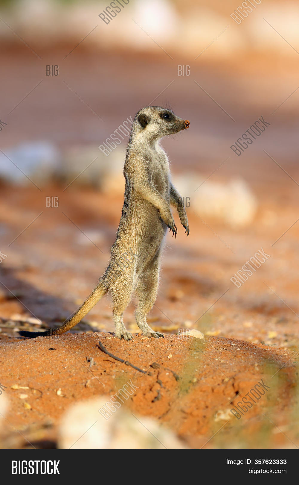 Meerkat Suricate ( Image & Photo (Free Trial) | Bigstock