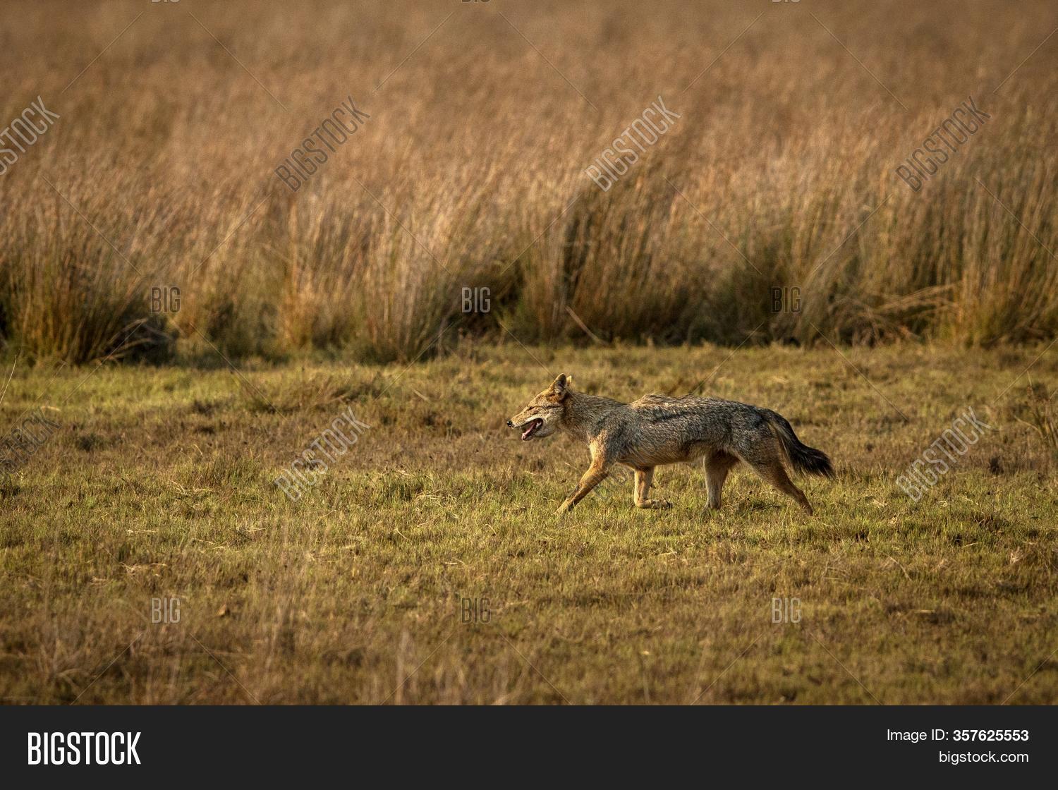 Golden Jackal, Canis Image & Photo (Free Trial) | Bigstock