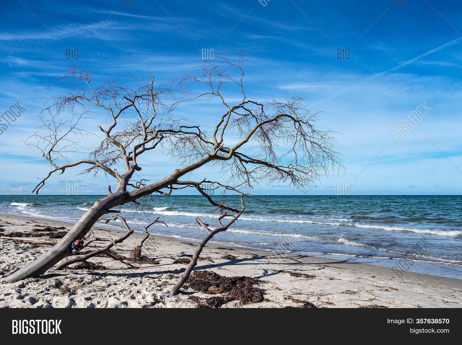 Tree Trunk On Shore Image & Photo (Free Trial) | Bigstock