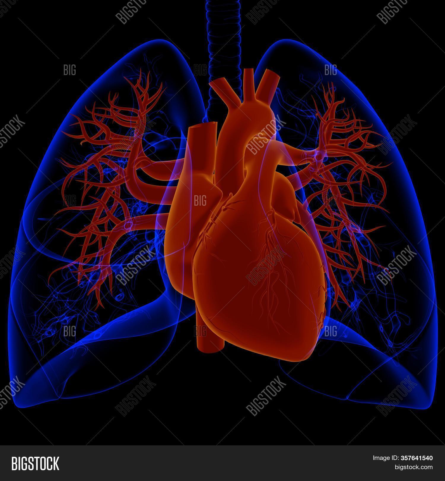Human Heart Organ That Image & Photo (Free Trial) | Bigstock