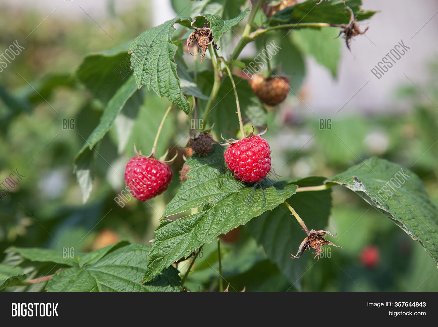 Ripe Unripe Raspberry Image & Photo (Free Trial) | Bigstock