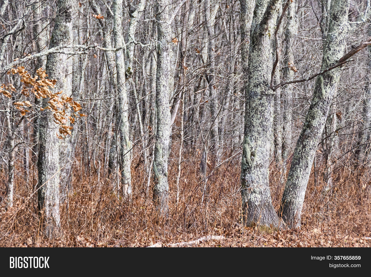 Lichen Covered Forest Image & Photo (Free Trial) | Bigstock