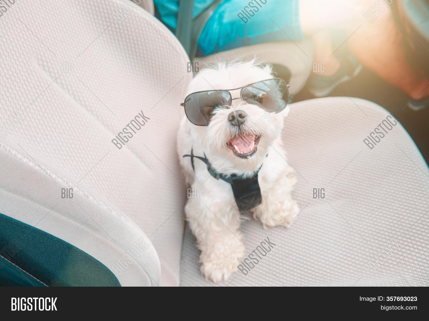 Small Dog Maltese Car Image & Photo (Free Trial) | Bigstock