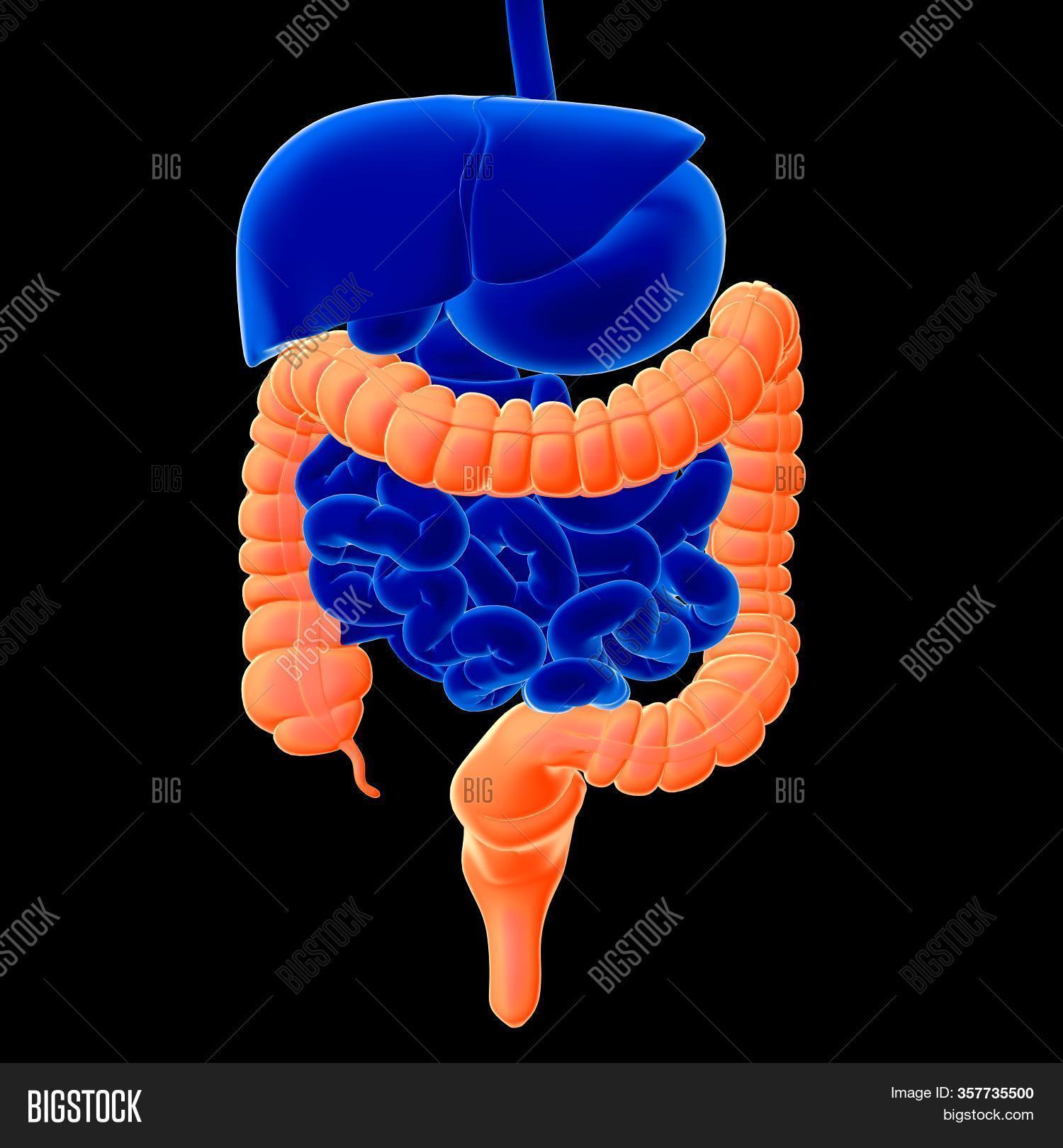 Large Intestine, Known Image & Photo (Free Trial) | Bigstock