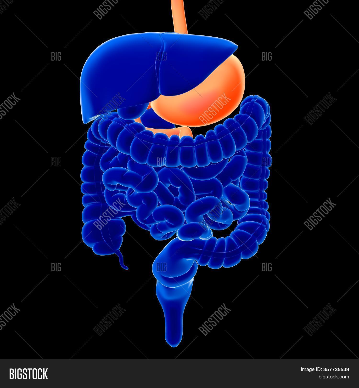 Stomach Muscular Organ Image & Photo (Free Trial) | Bigstock