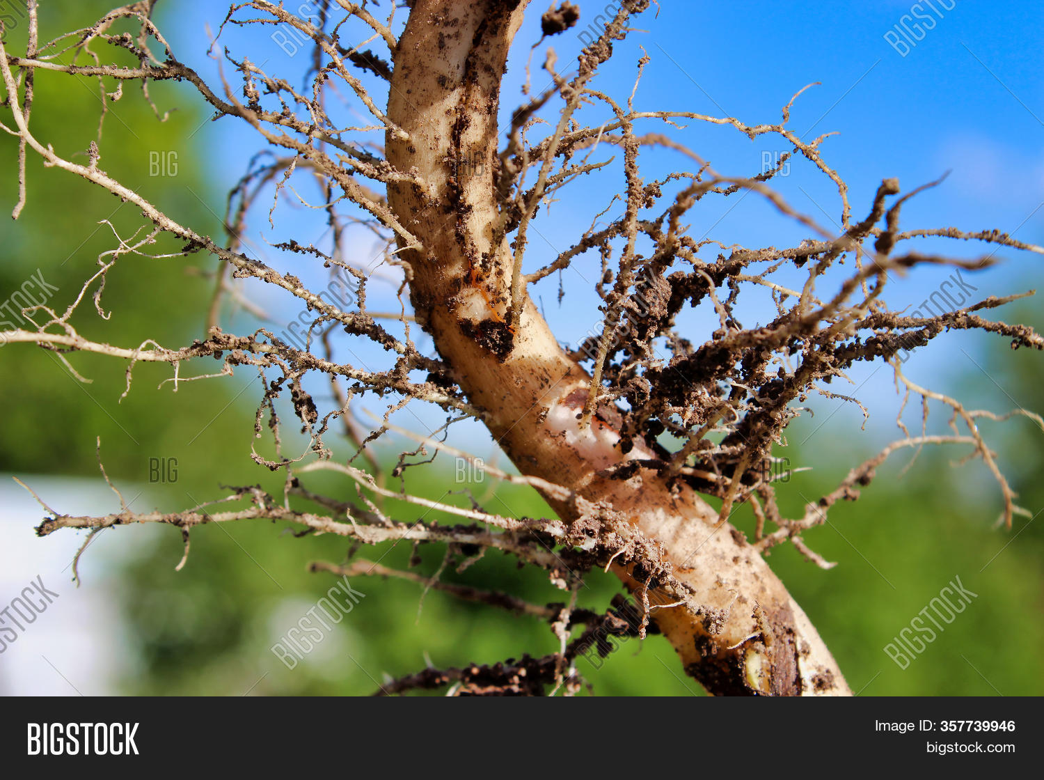 Root Plant Complex Image & Photo (Free Trial) | Bigstock