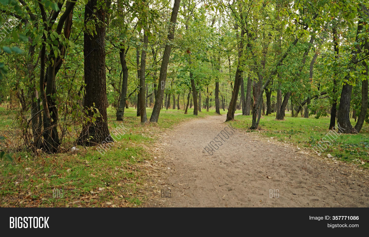 Road Forest Surrounded Image & Photo (Free Trial) | Bigstock