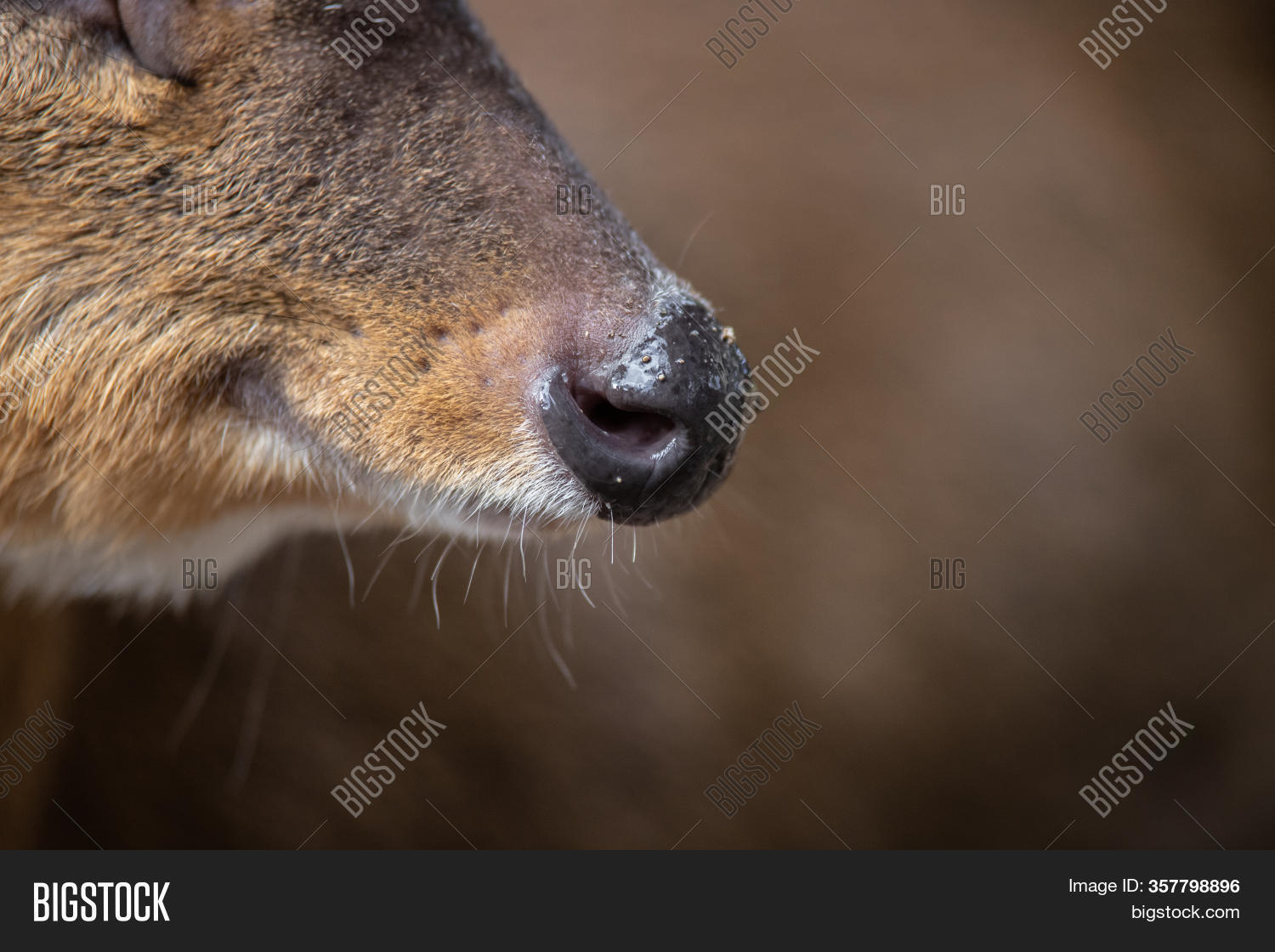 Detail Snout Muntjac Image & Photo (Free Trial) | Bigstock