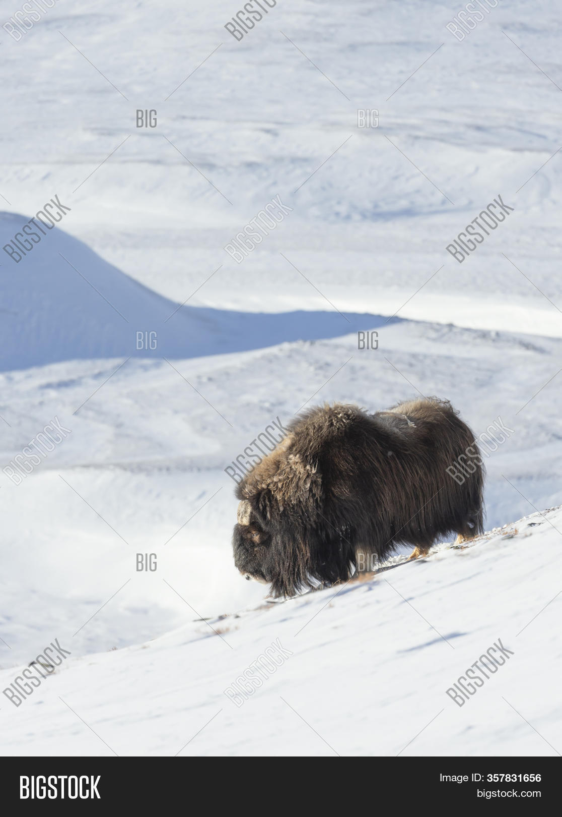 Close Male Musk Ox Image & Photo (Free Trial) | Bigstock