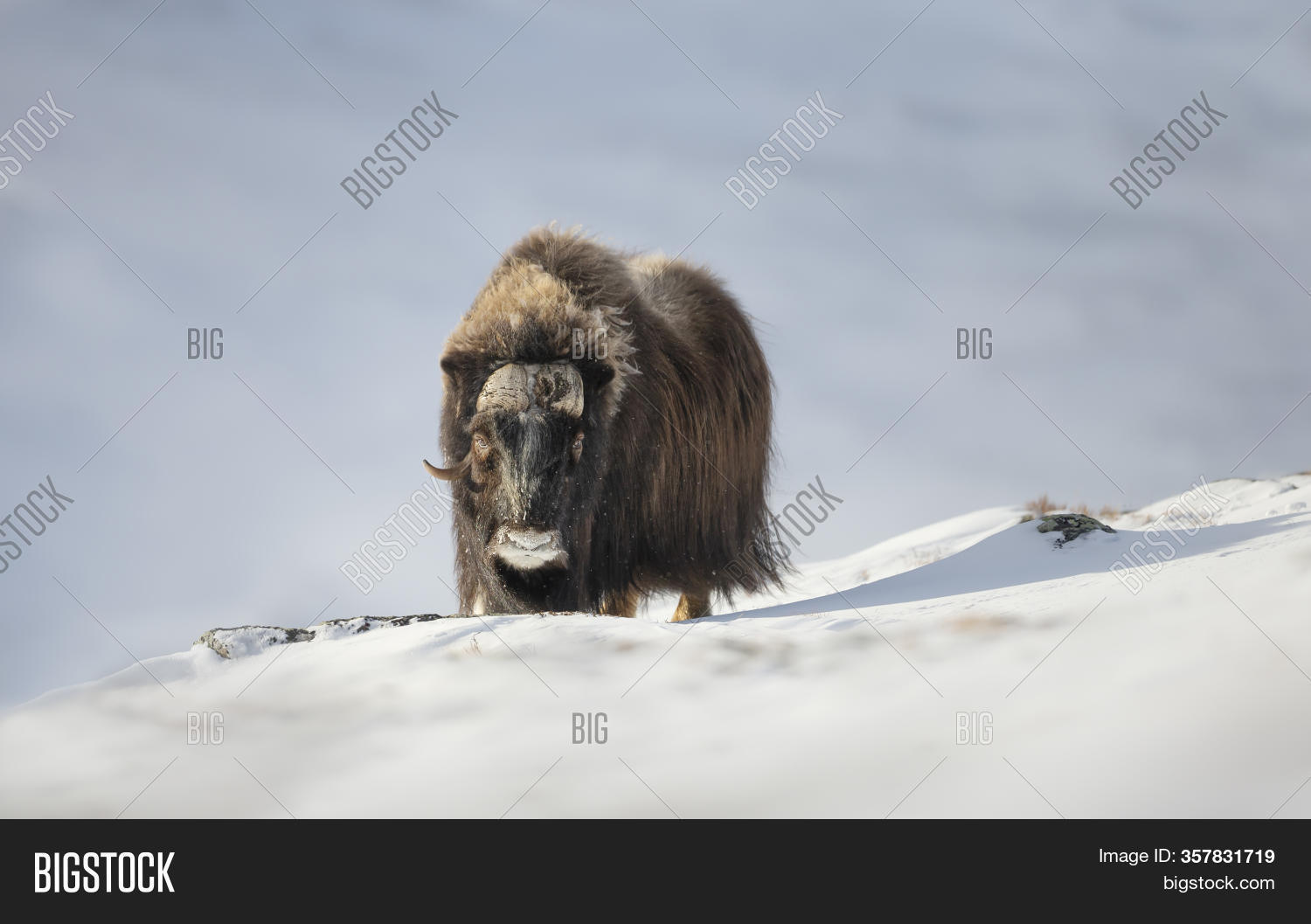 Close Male Musk Ox Image & Photo (Free Trial) | Bigstock