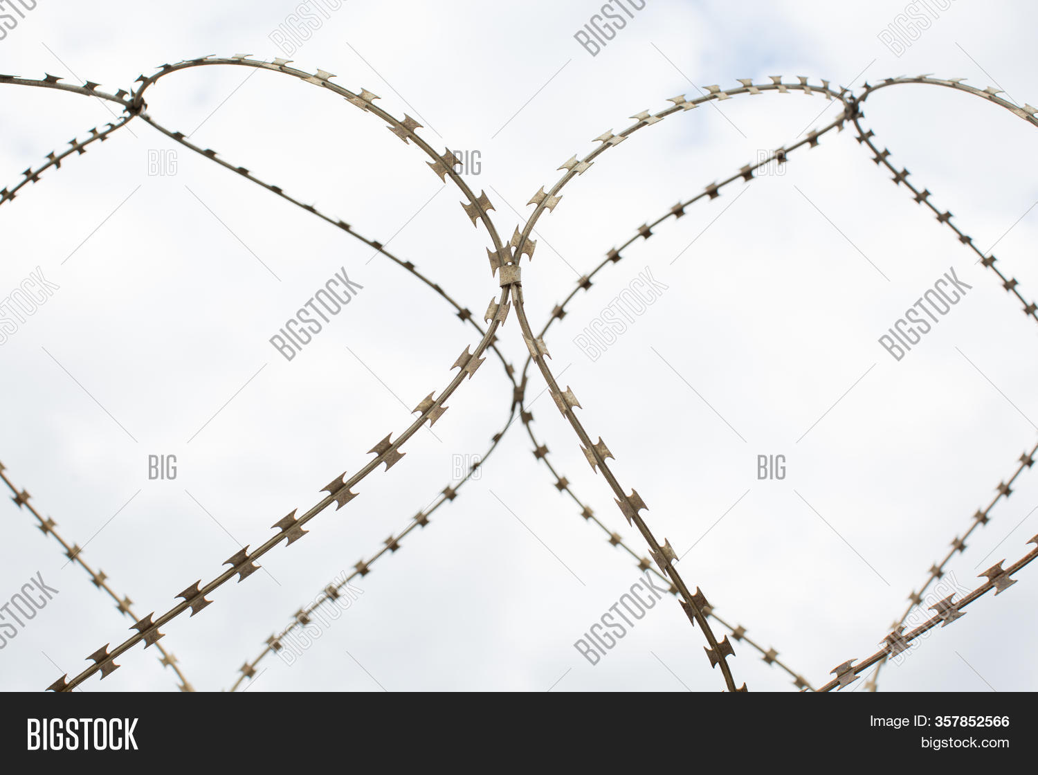 Tangle Barbed Wire Image & Photo (Free Trial) | Bigstock