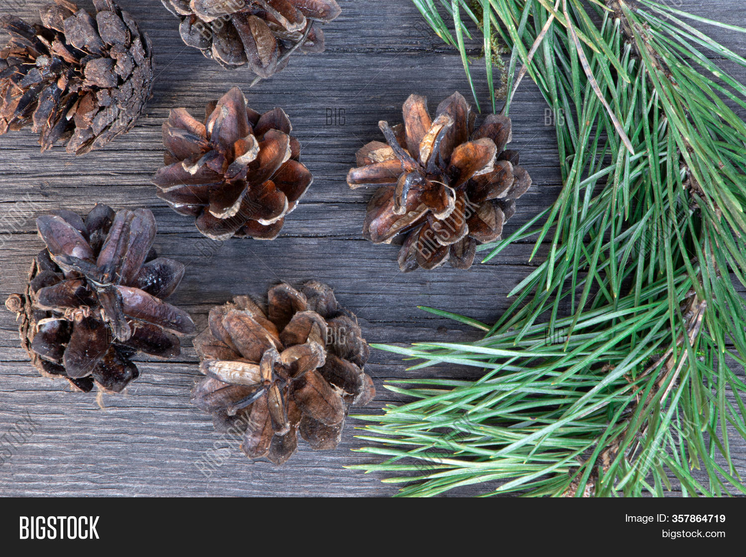 Twig Young Pine Cones Image & Photo (Free Trial) | Bigstock