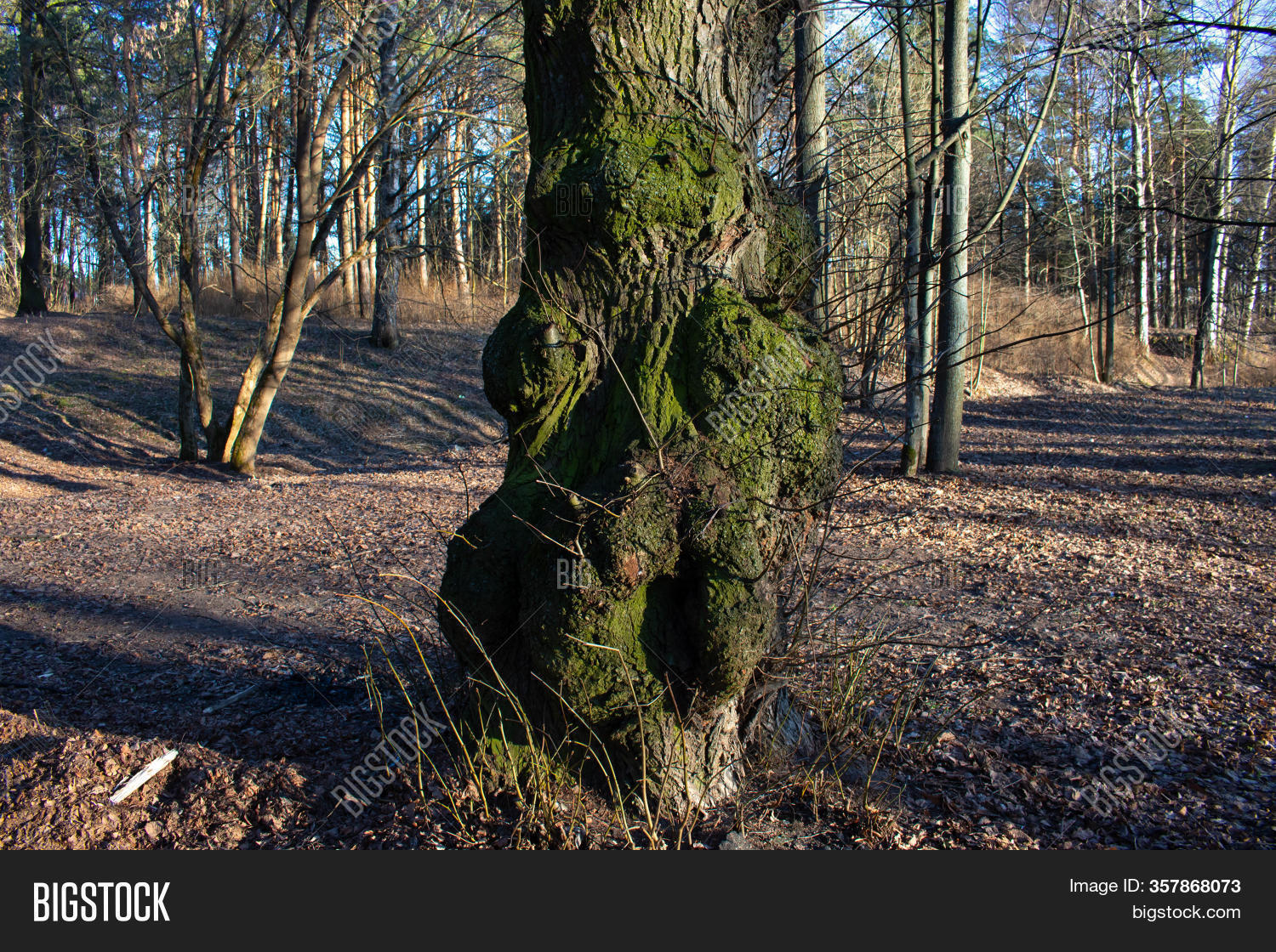 Naturally Fallen Tree Image & Photo (Free Trial) | Bigstock