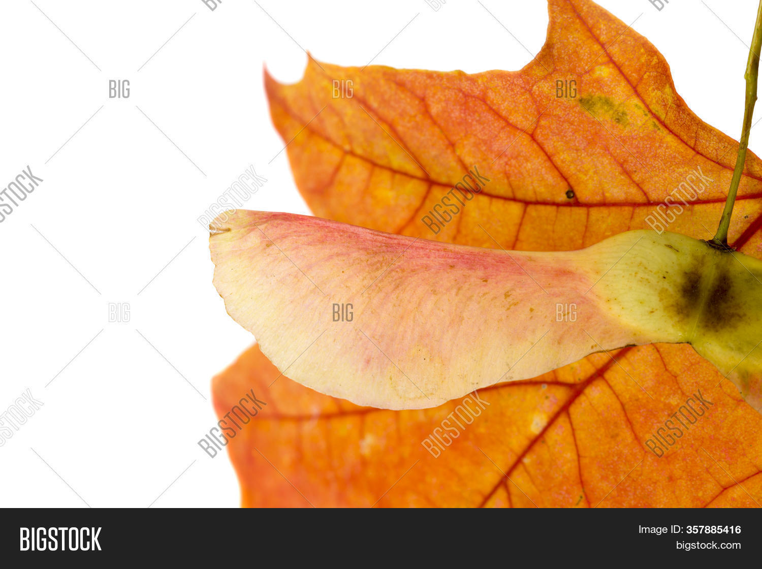 Reddened Foliage On Image & Photo (Free Trial) | Bigstock