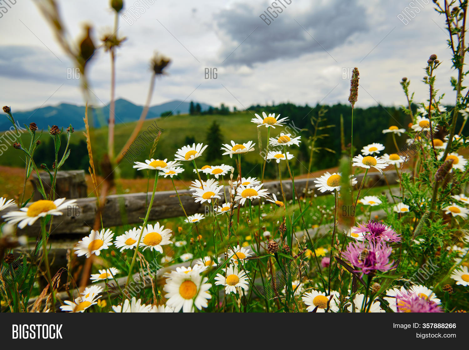 Nature Flowers, Image & Photo (Free Trial) | Bigstock
