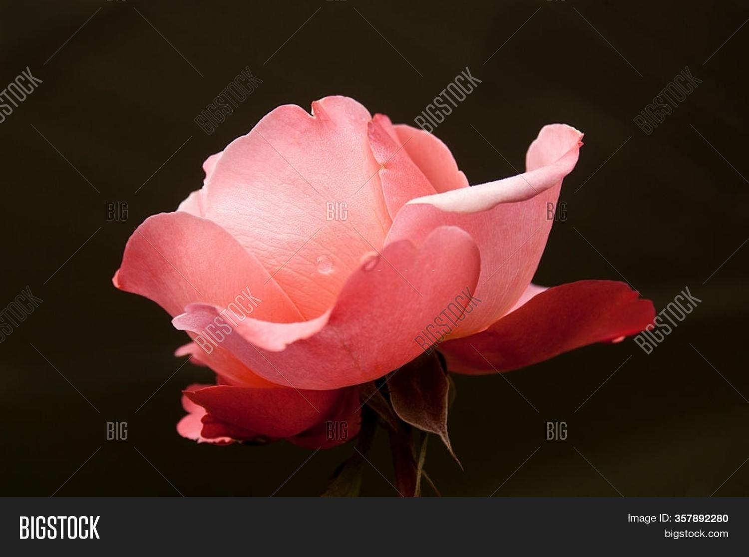 Close Rose Flower. Image & Photo (Free Trial) | Bigstock