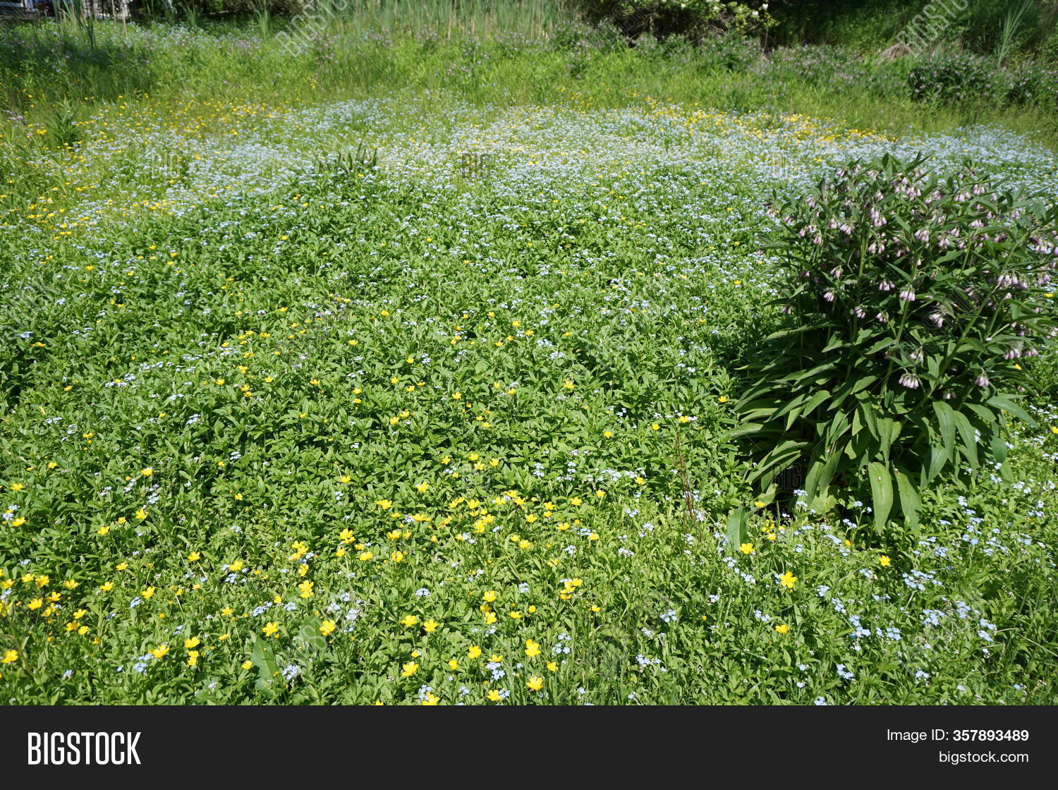 Common Comfrey [ Image & Photo (Free Trial) | Bigstock