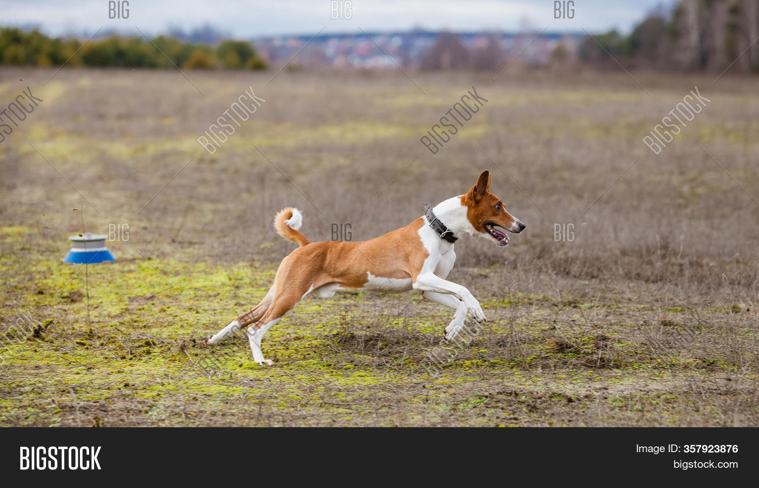 Dogs Runs Field Image & Photo (Free Trial) | Bigstock
