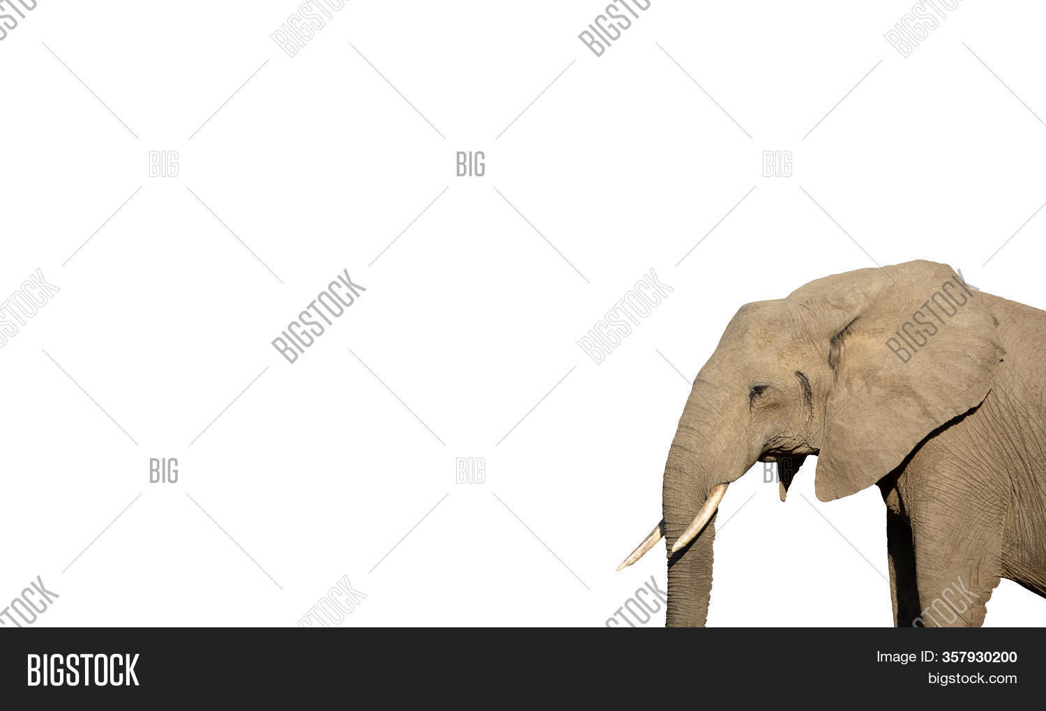 Side View Elephant On Image & Photo (Free Trial) | Bigstock