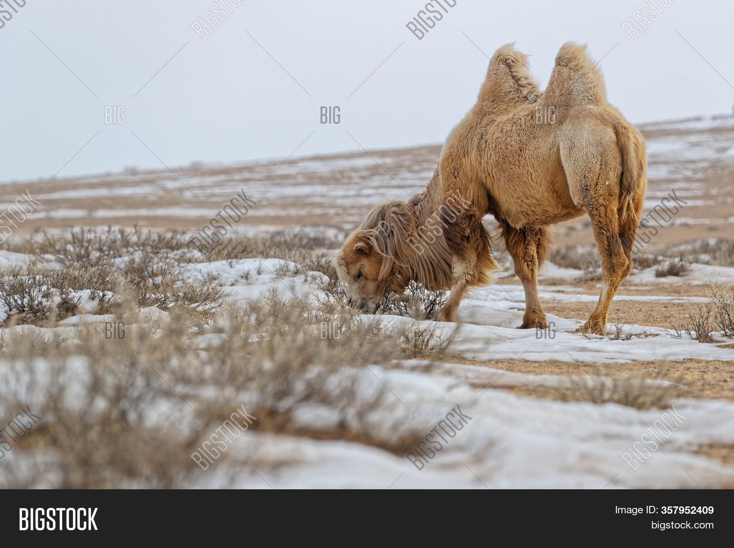 Bactrian Camels Snow Image & Photo (Free Trial) | Bigstock