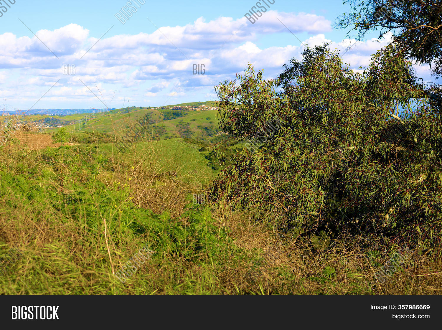Oak Tree Surrounded By Image & Photo (Free Trial) | Bigstock