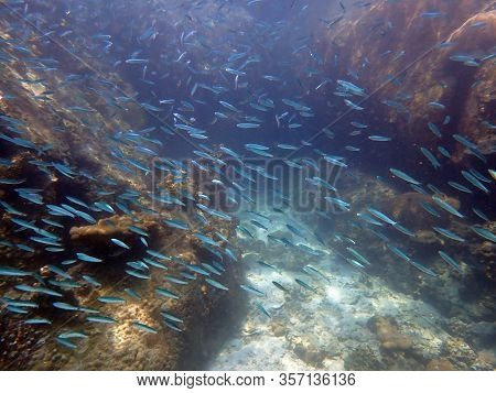 Marine Life Under Sea Image & Photo (Free Trial) | Bigstock