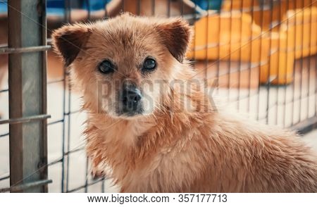 Sad Dog Shelter Image & Photo (Free Trial) | Bigstock