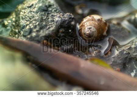 Freshwater Snails Image & Photo (Free Trial) | Bigstock