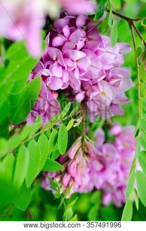 Beautiful Rose Acacia Image & Photo (Free Trial) | Bigstock
