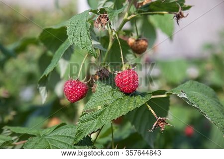 Ripe Unripe Raspberry Image & Photo (Free Trial) | Bigstock