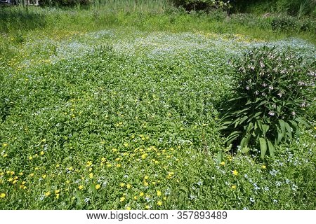 Common Comfrey [ Image & Photo (Free Trial) | Bigstock