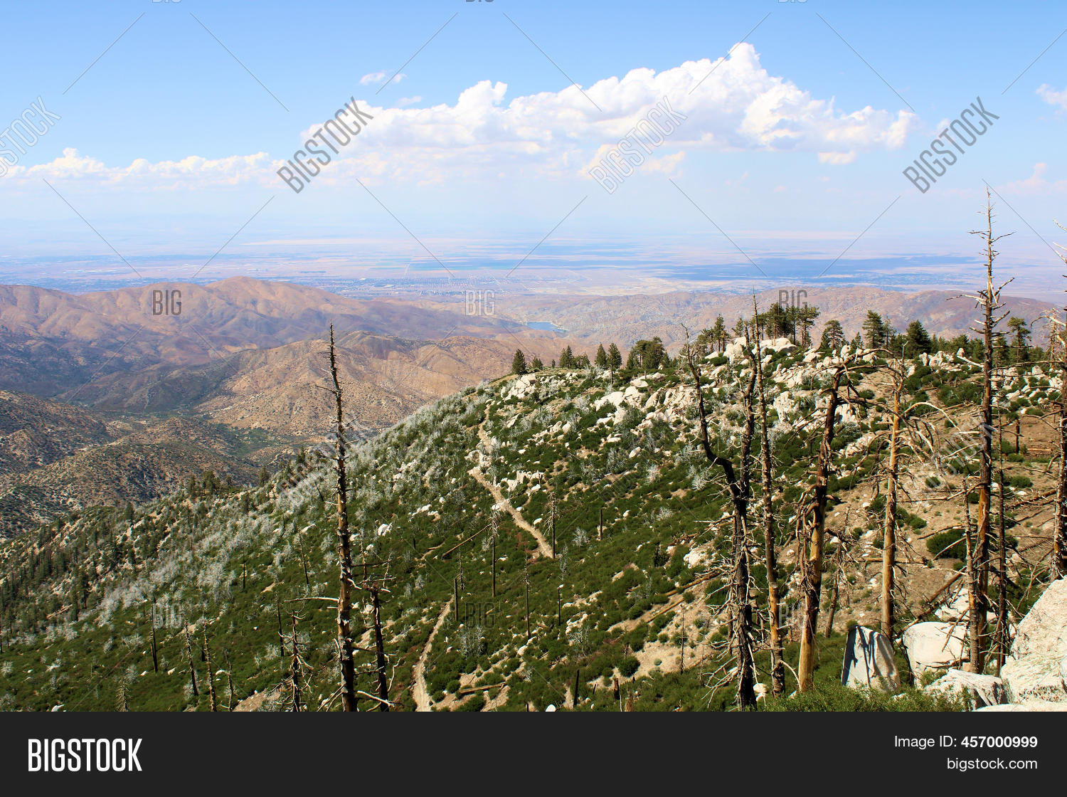 Burnt Pine Trees Image & Photo (Free Trial) | Bigstock