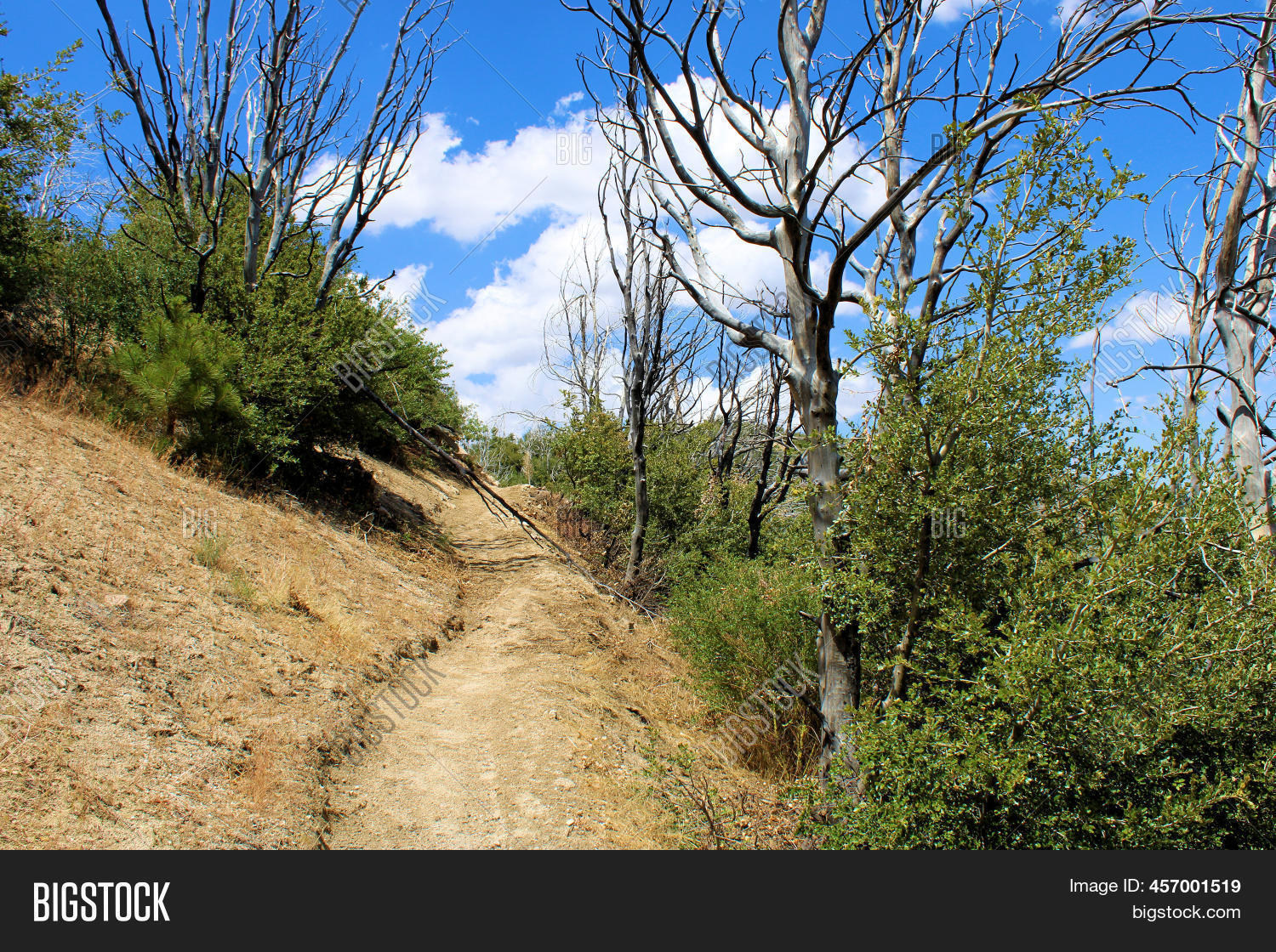 Burnt Oak Trees Caused Image & Photo (Free Trial) | Bigstock