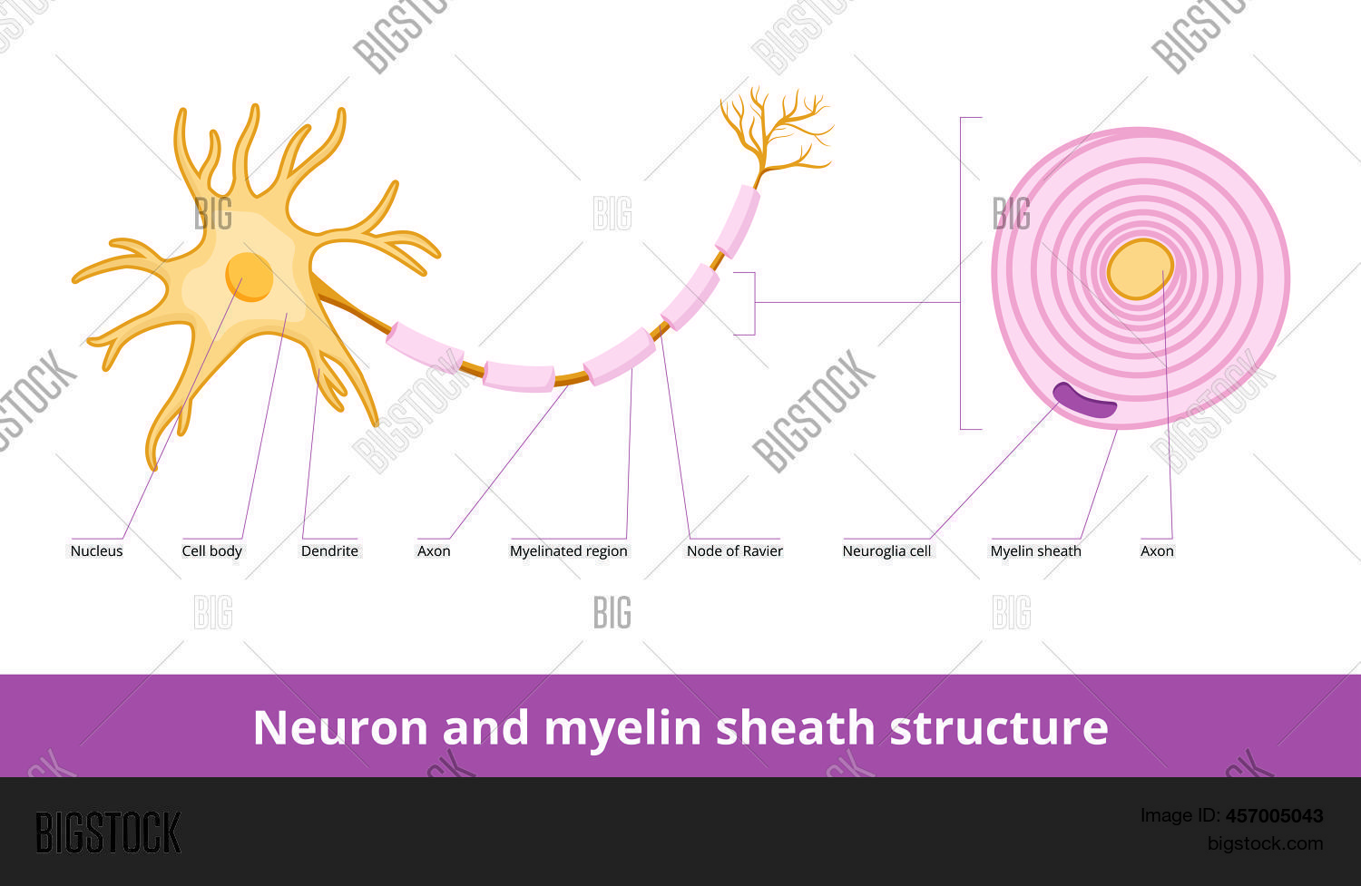 Neuron Myelin Sheath Vector And Photo Free Trial Bigstock