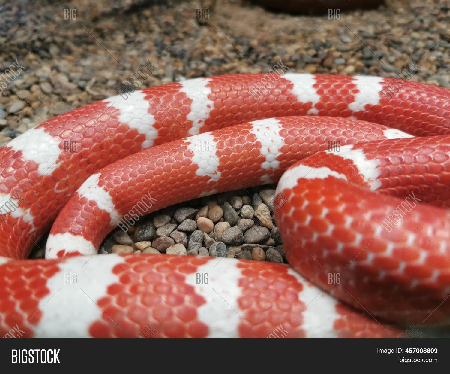 White Red Image & Photo (Free Trial) | Bigstock