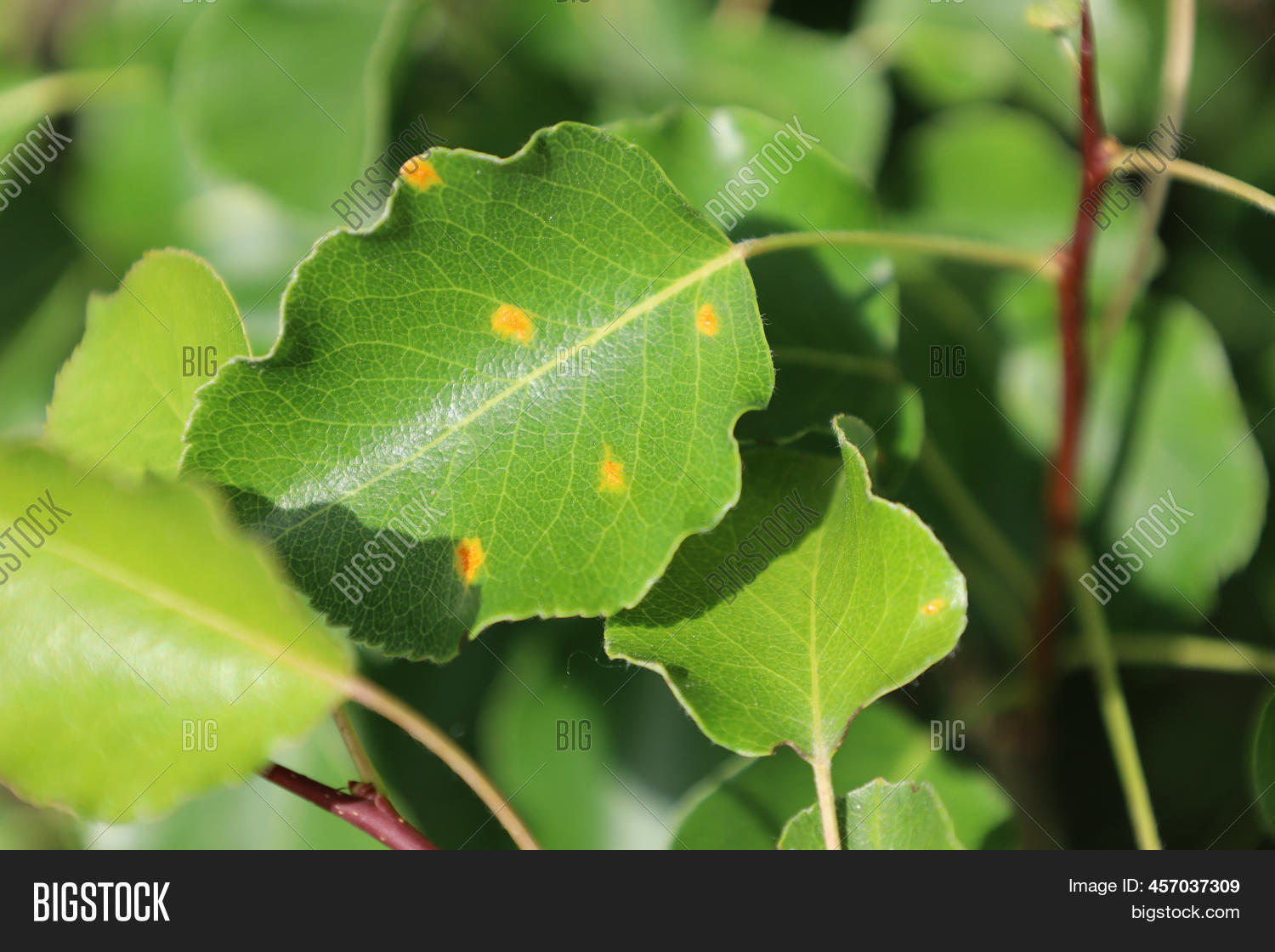 Disease Pear Trees Image & Photo (Free Trial) | Bigstock