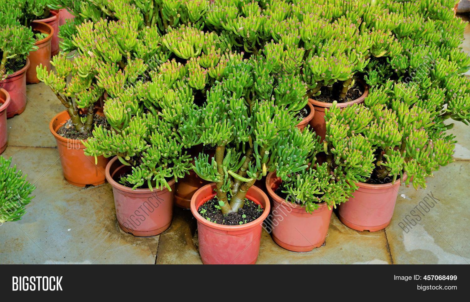 Beautiful Exotic Rare Image & Photo (Free Trial) | Bigstock