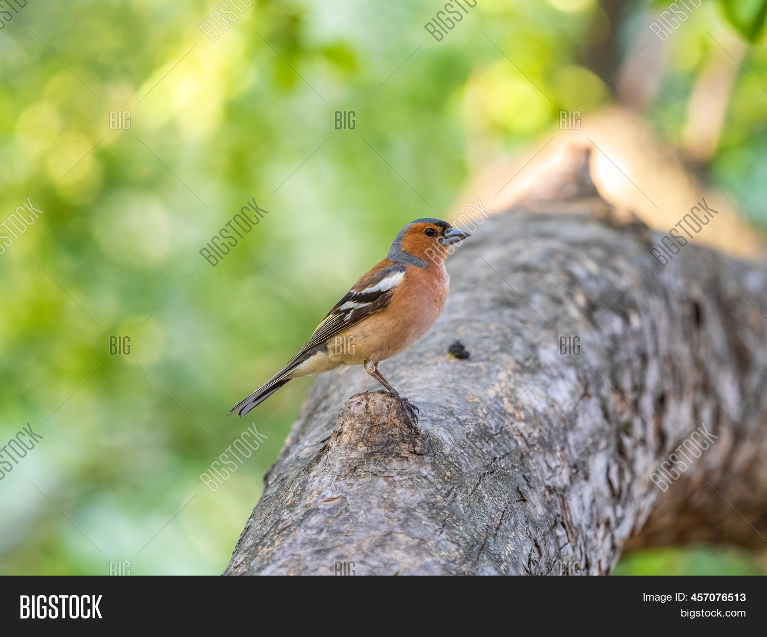 Common Chaffinch, Image & Photo (Free Trial) | Bigstock