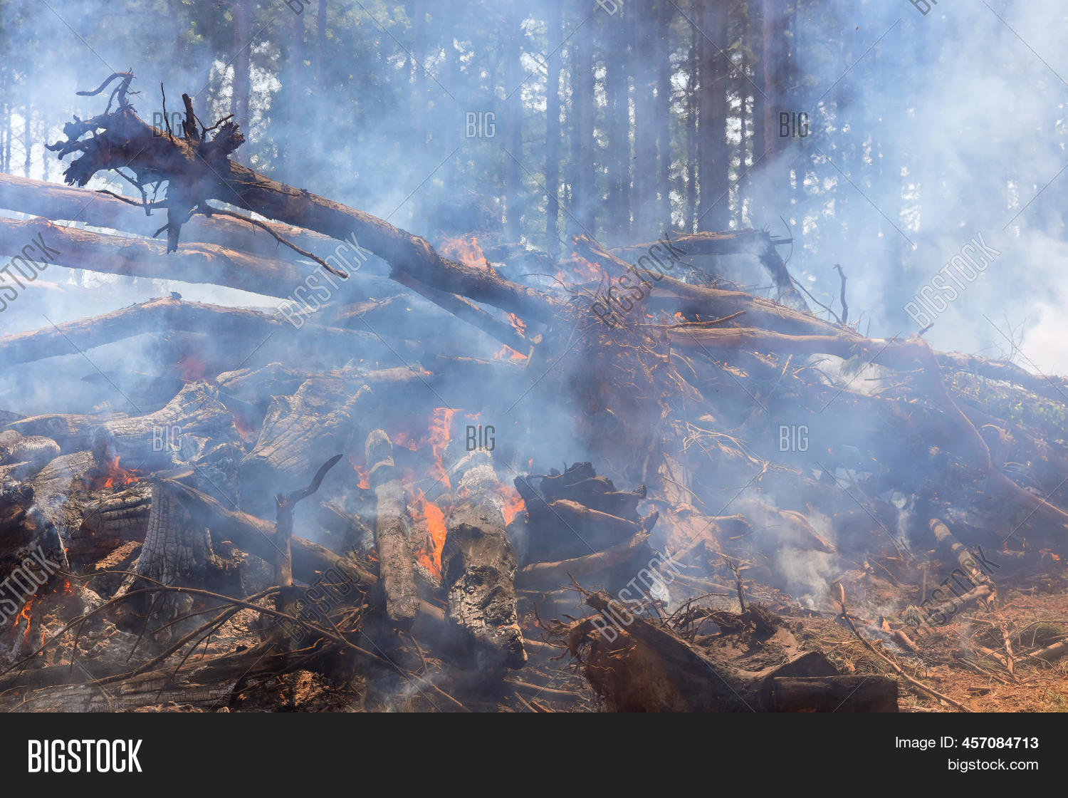 Fallen Trees Forest Image & Photo (Free Trial) | Bigstock