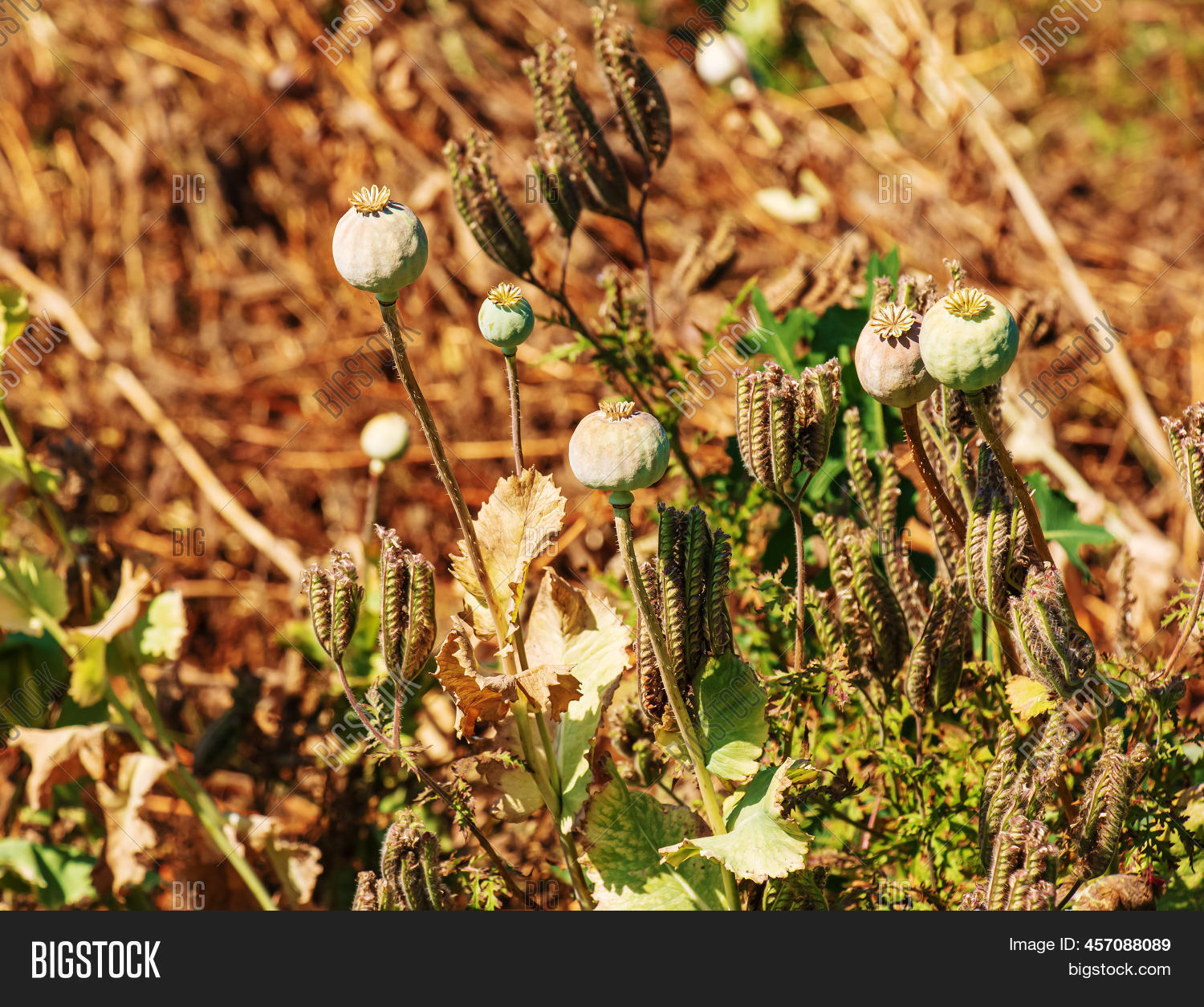 Achene Seeds Maturing Image & Photo (Free Trial) | Bigstock