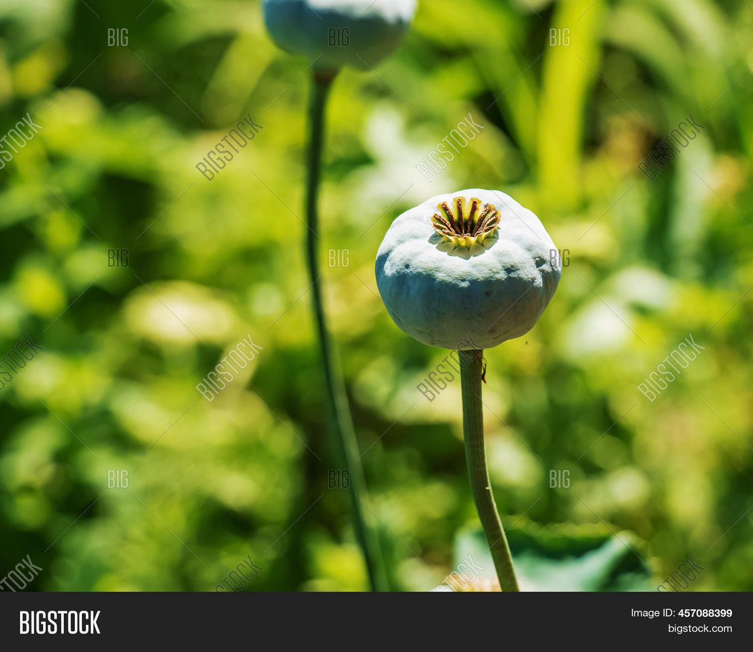 Achene Seeds Maturing Image & Photo (Free Trial) | Bigstock