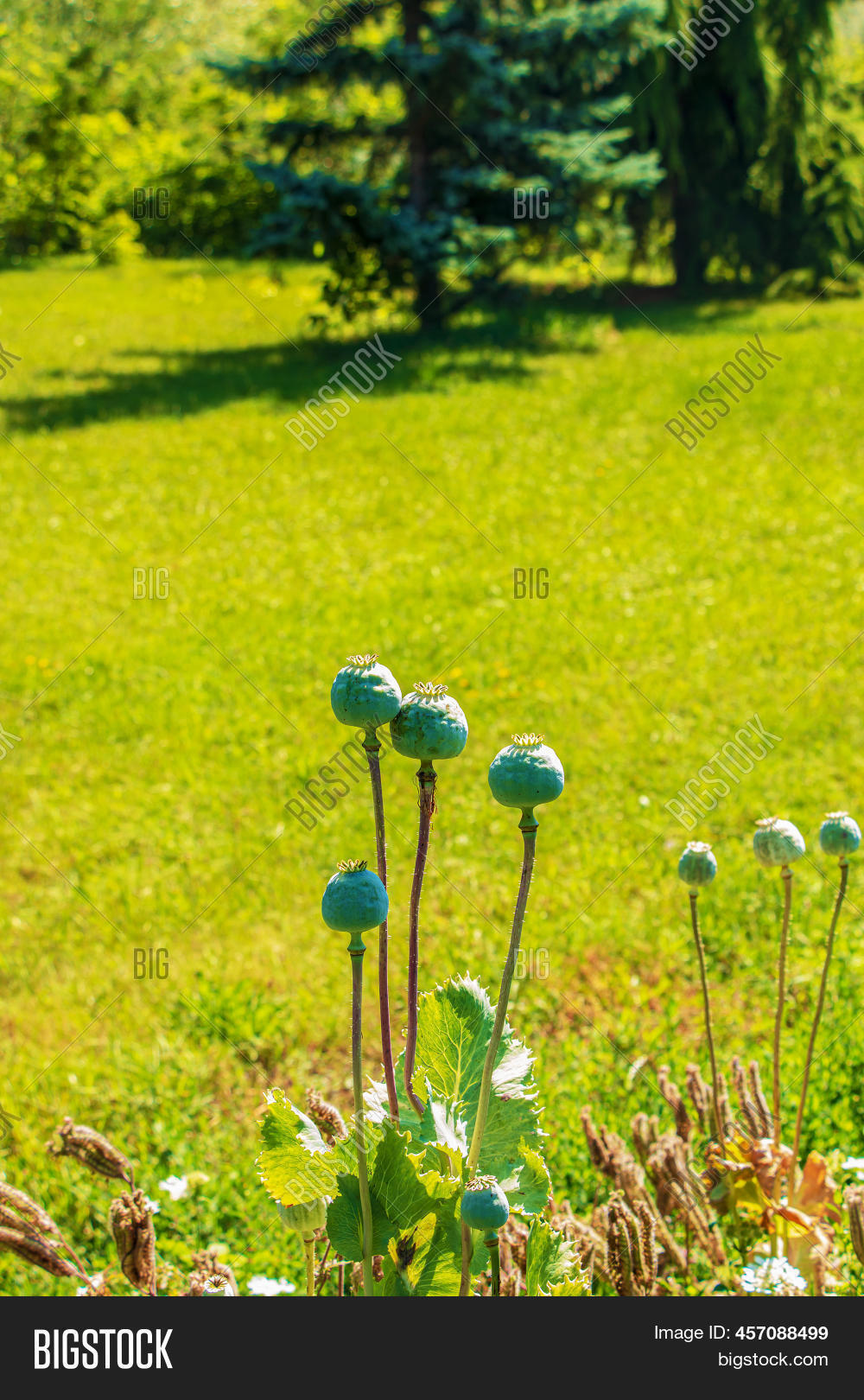 Achene Seeds Maturing Image & Photo (Free Trial) | Bigstock