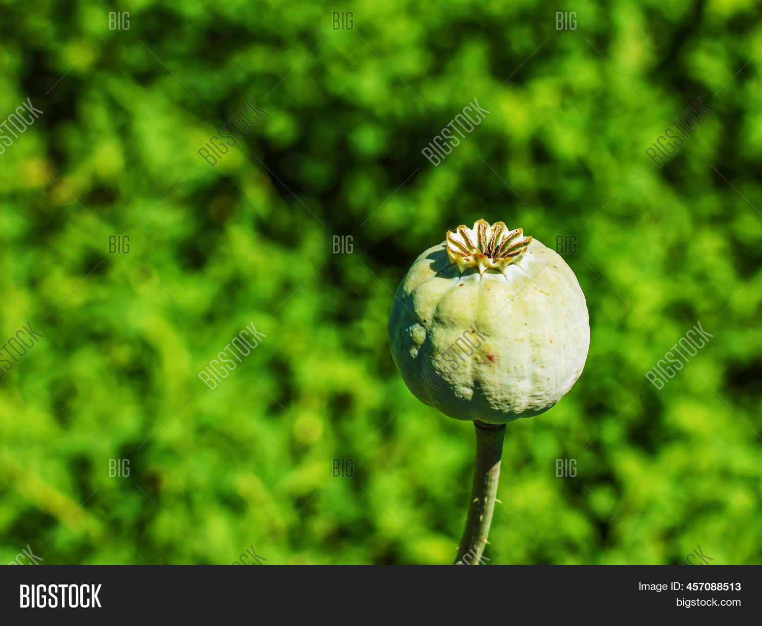Achene Seeds Maturing Image & Photo (Free Trial) | Bigstock
