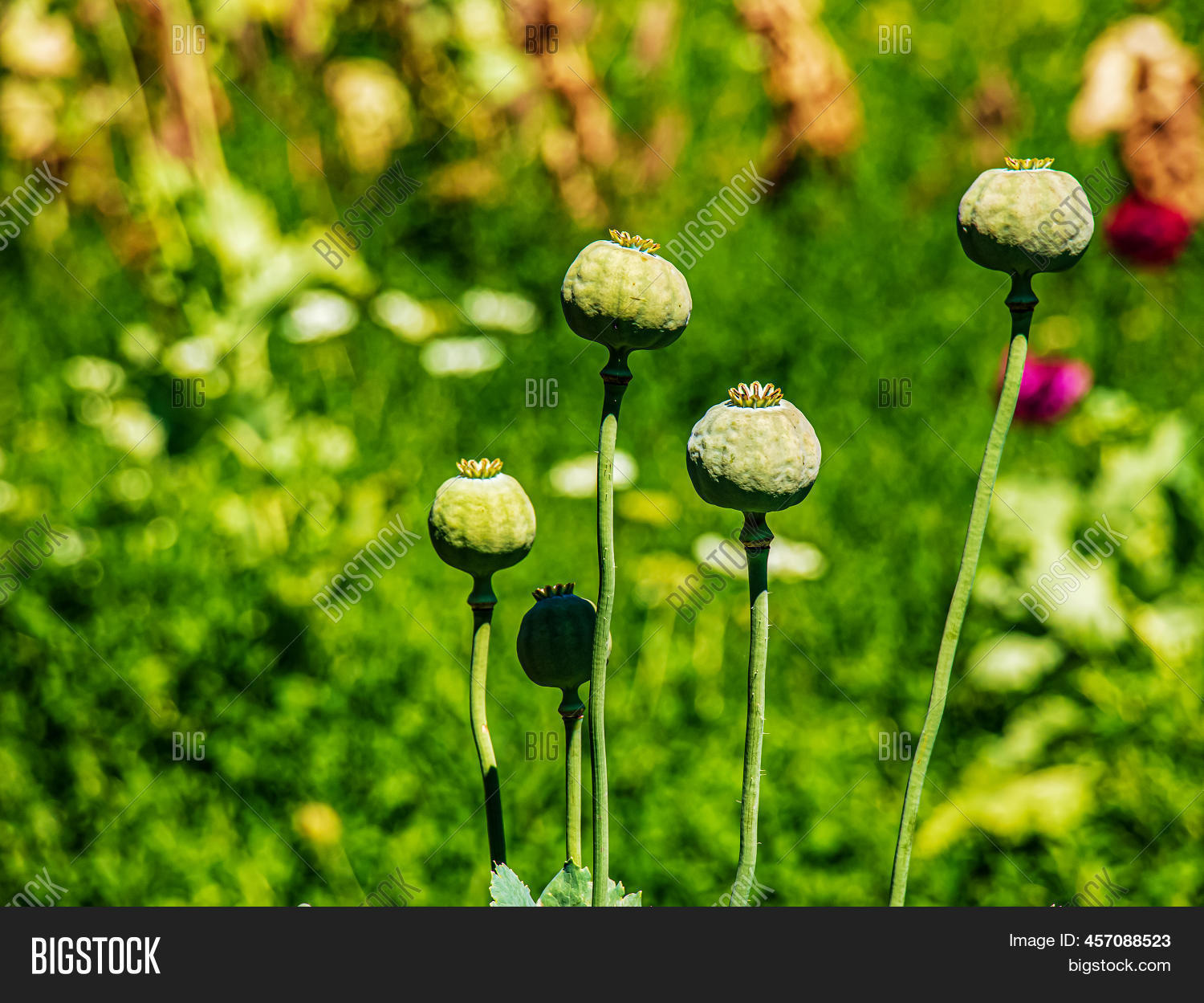 Achene Seeds Maturing Image & Photo (Free Trial) | Bigstock