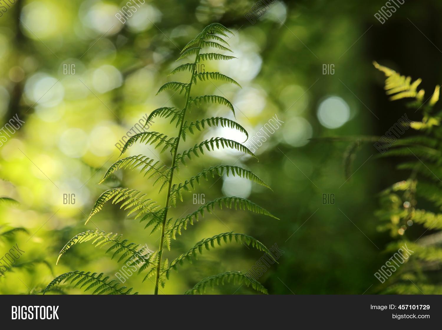 Fern Forest Nature Image & Photo (Free Trial) | Bigstock