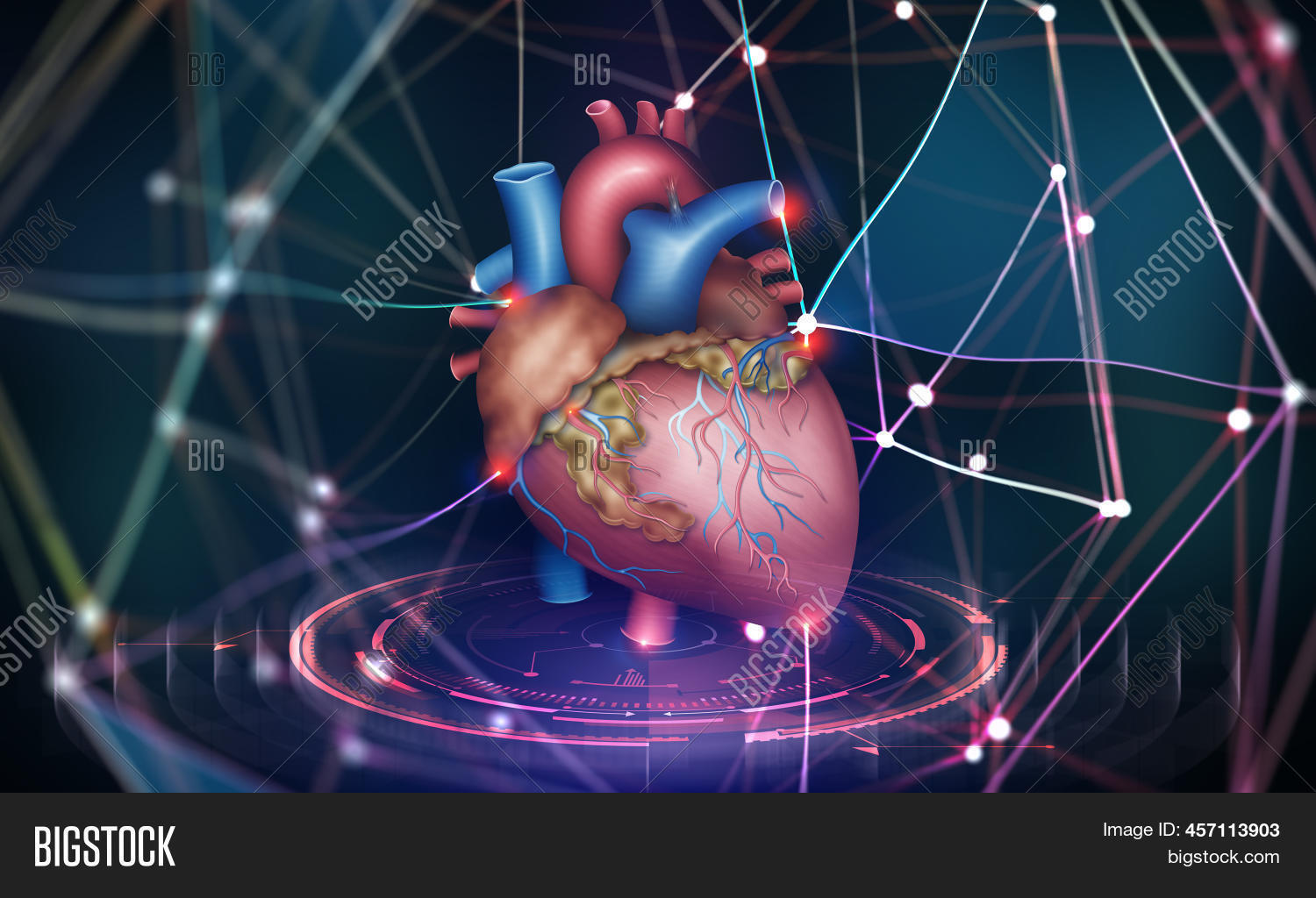 Human Heart. Image & Photo (Free Trial) | Bigstock