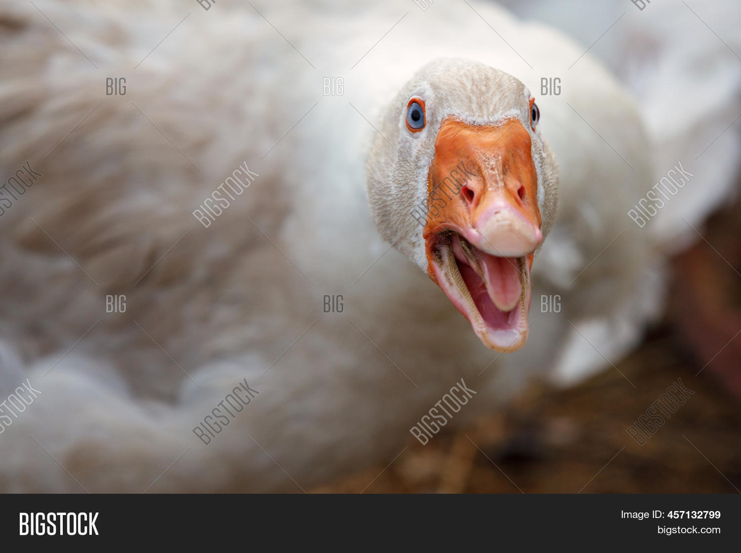 Beak Face White Goose Image & Photo (Free Trial) | Bigstock